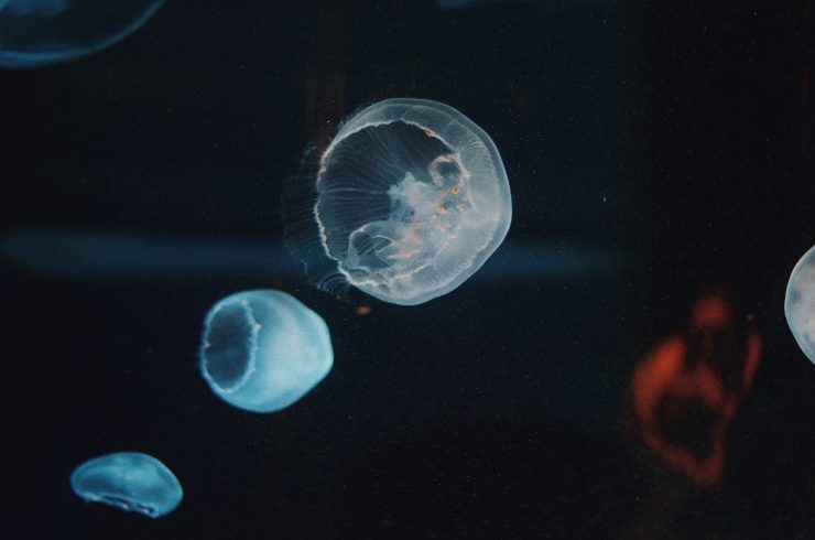 Explore the Sea world with Deep Sea Fishing Miami 2018 - ContentBerg